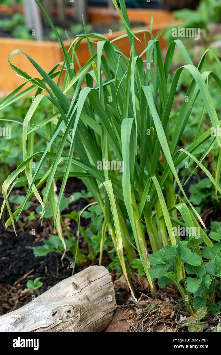 Strawberry plant root hi-res stock photography and images - Alamy