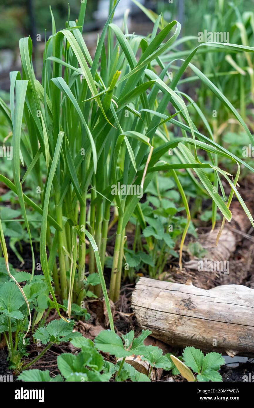 Strawberry plant root hi-res stock photography and images - Alamy