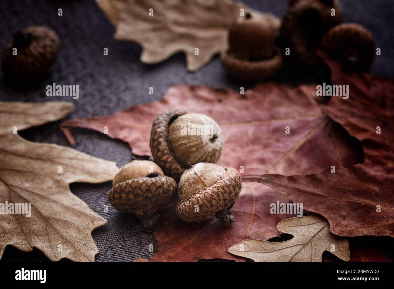 Still life with acorns hi-res stock photography and images - Alamy