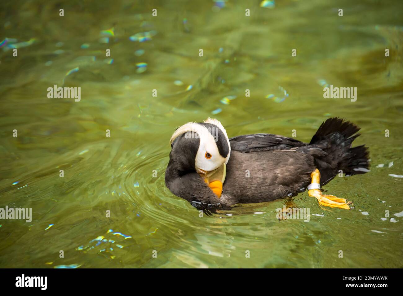 Seattle, Washington, USA. Tufted Puffin or Crested Puffin in breeding ...