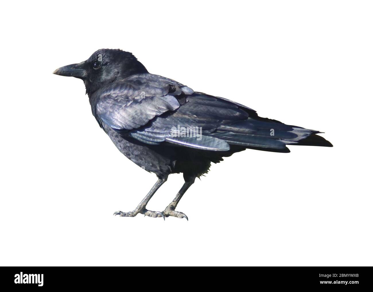 Black Crow Isolated on White Background Clean Stock Photo - Alamy