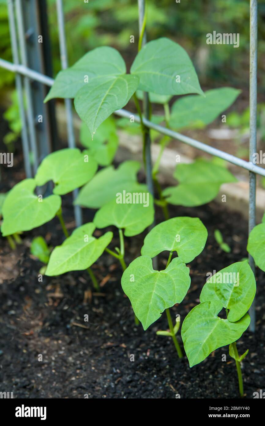 Issaquah, Washington, USA. Sugar snap pea plants vining up a metal ...
