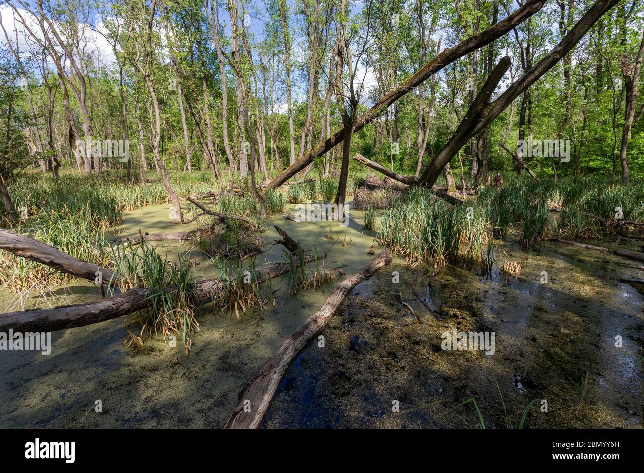 Swampy marsh in the forest near the village Ocsa, Hungary on a sunny ...