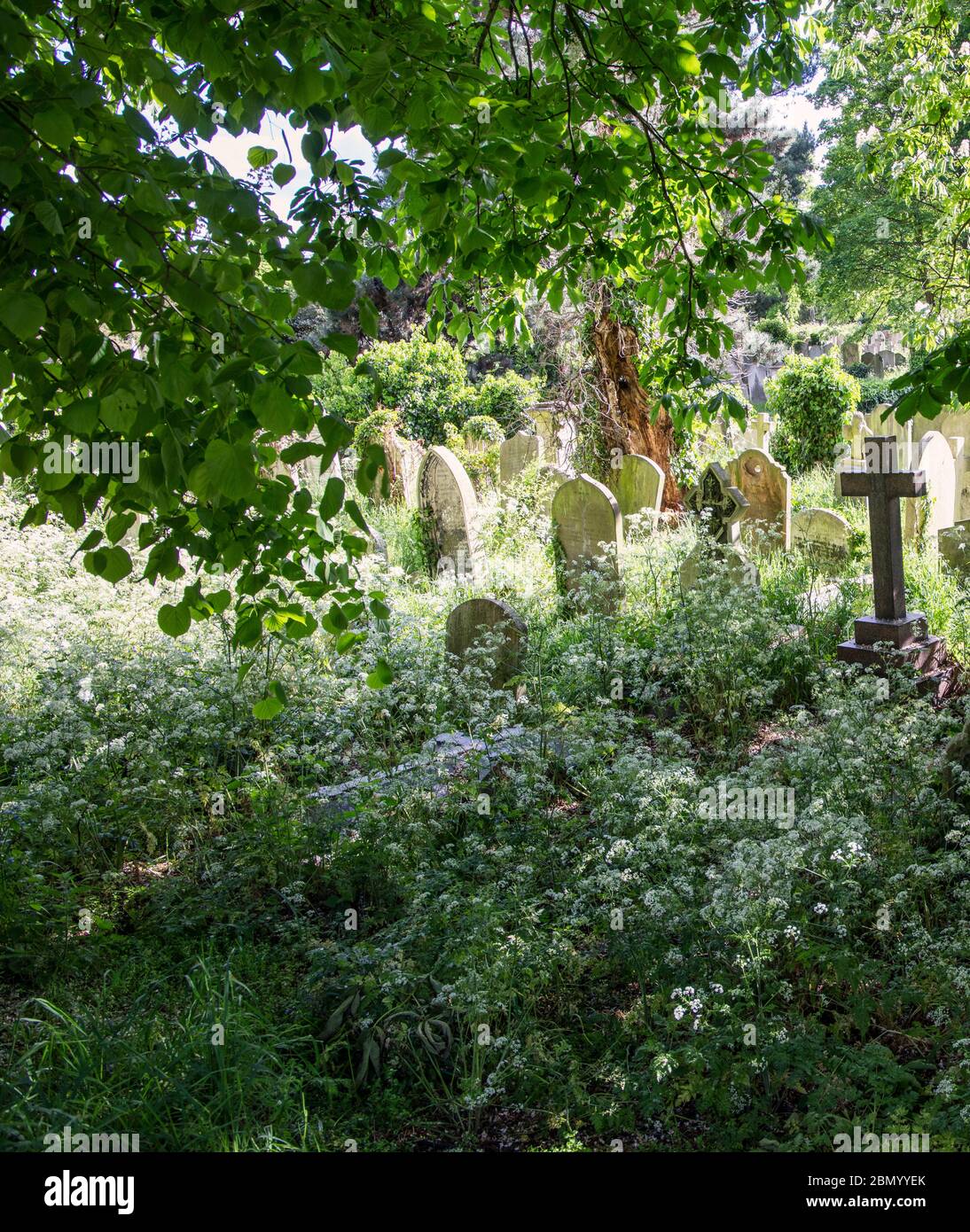 Gravestones in Brompton Cemetery, Kensington, London; one of the ...
