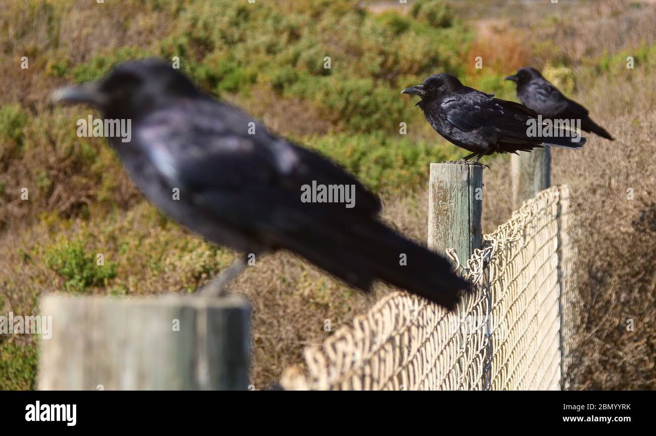 Three Crows Standing Side By Side on Three Fence Posts 2 Stock Photo ...