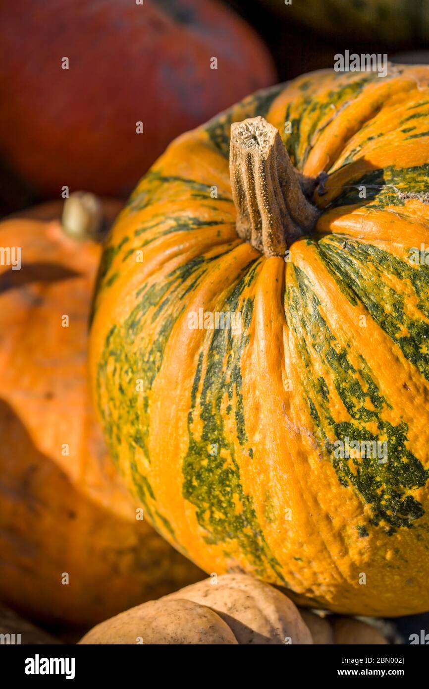 French heirloom cheese pumpkin hi-res stock photography and images - Alamy