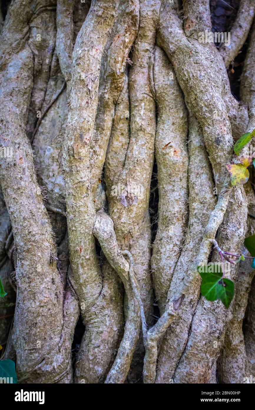 Twisted vine tree hi-res stock photography and images - Alamy