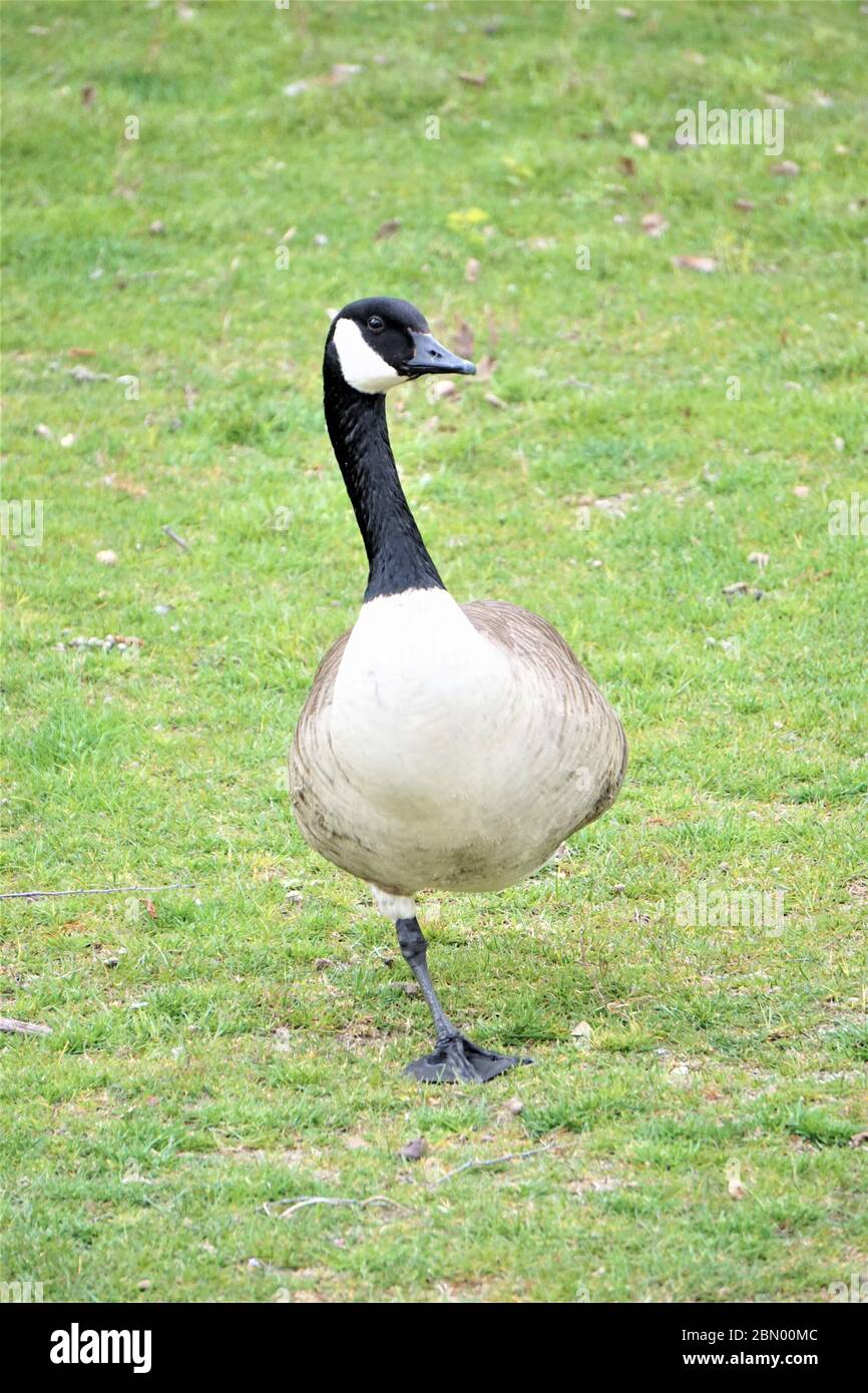One legged goose hi-res stock photography and images - Alamy