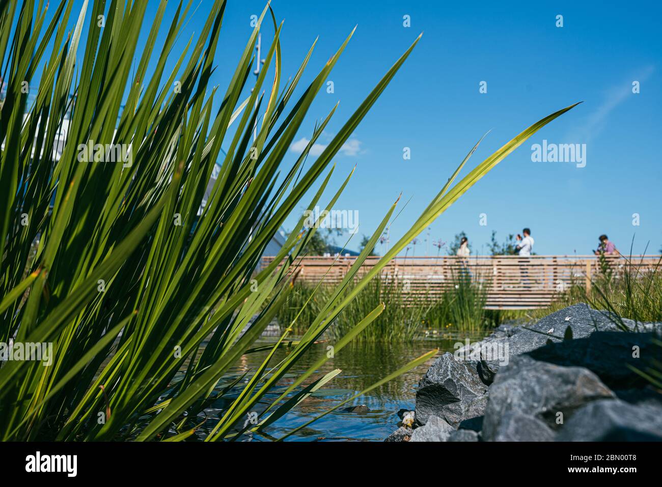 Green, fluffy reed Bush next to a large boulder in a pond, in a Park ...
