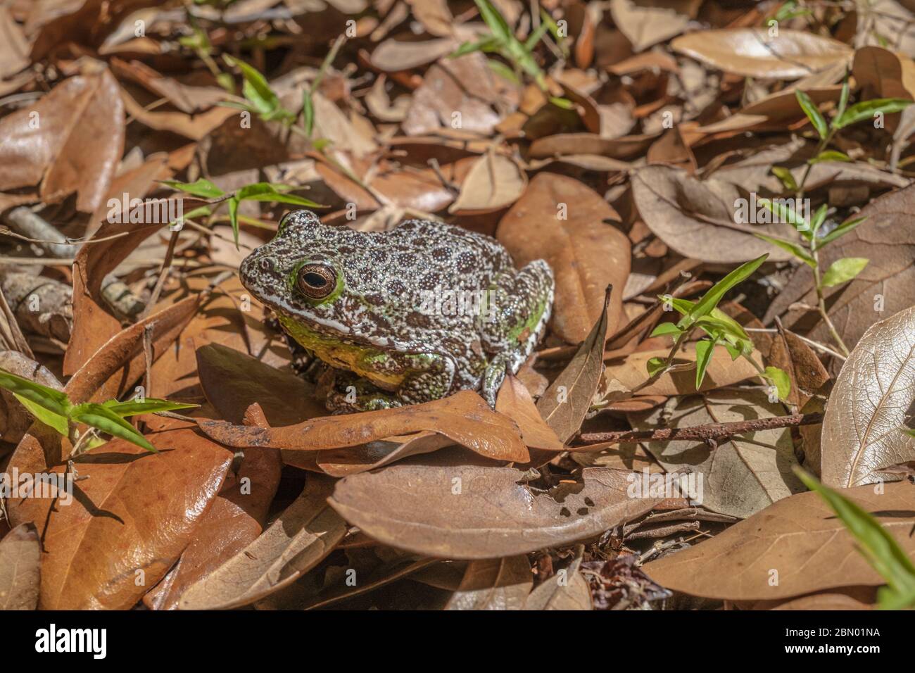 Barking Treefrog (Hyla gratiosa) Florida native frog. Family Hylidae ...