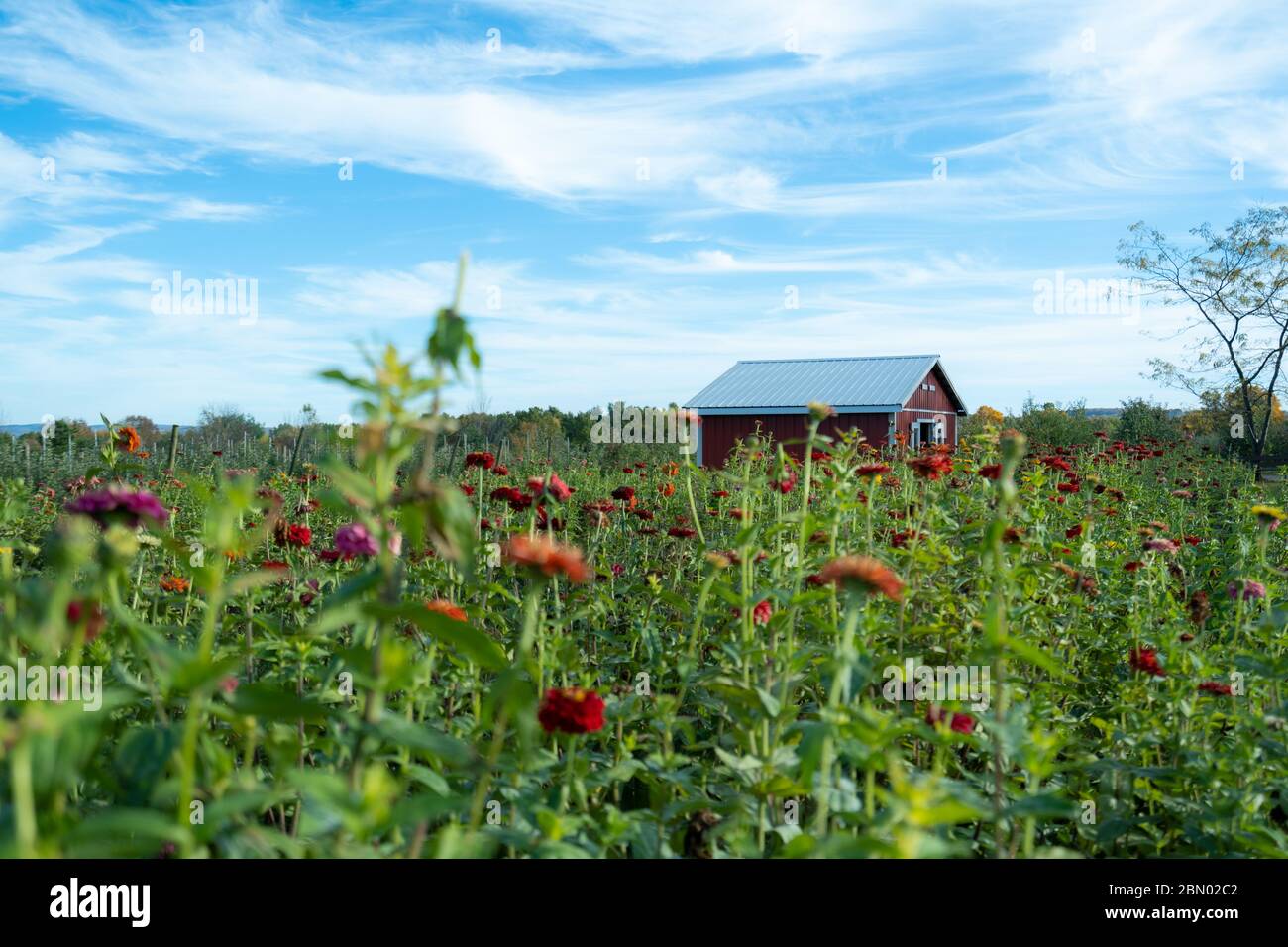 Scenic rural landscape of a field of colorful flowers surrounding a ...