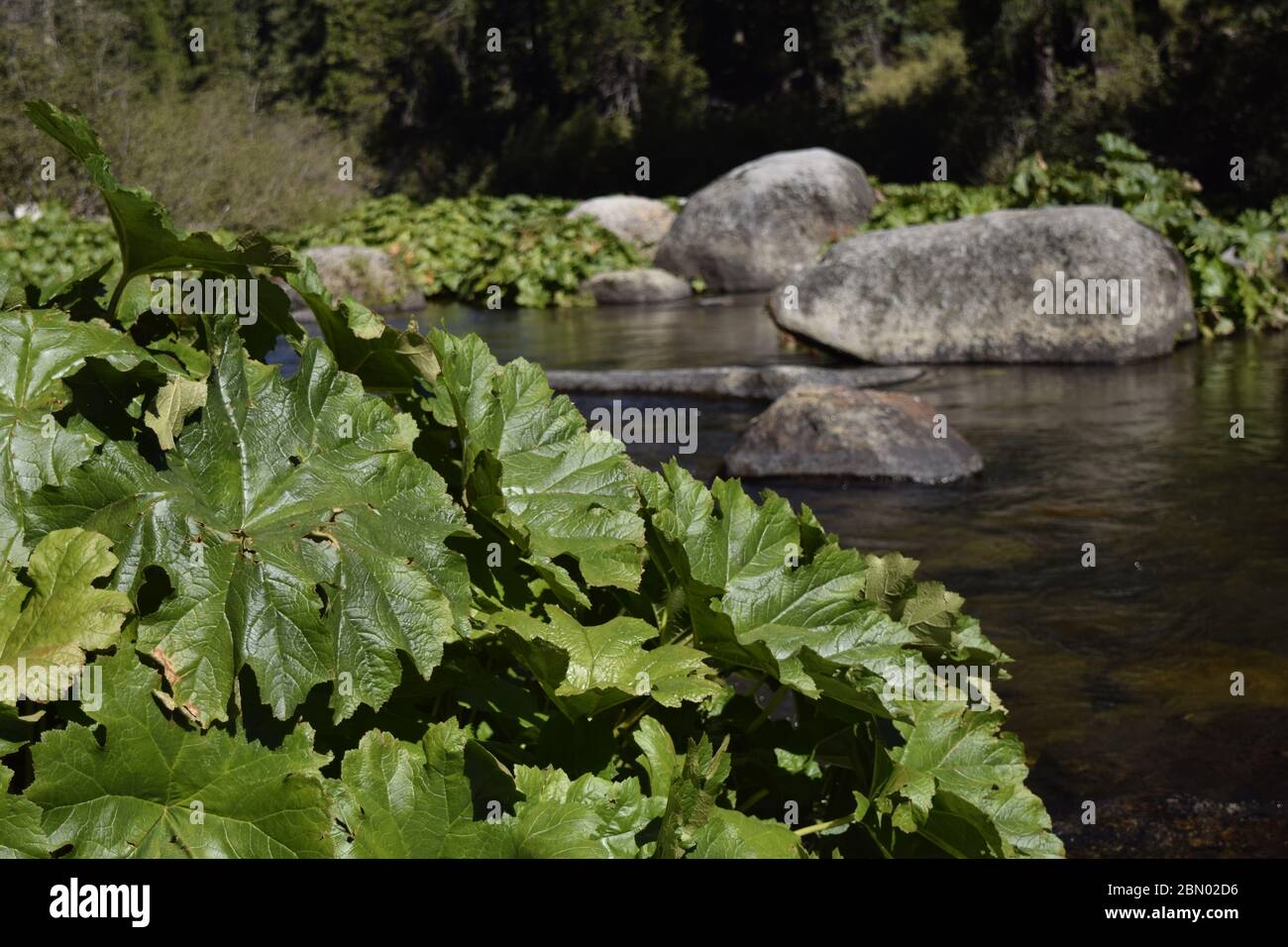 Plants and rocks in a river Stock Photo - Alamy