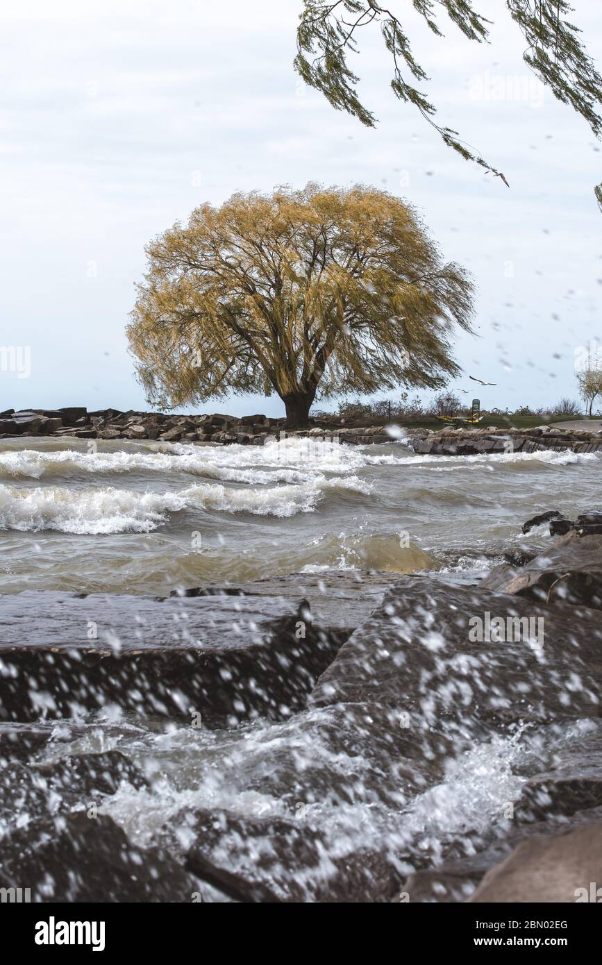 Willow Tree at Edgewater Park in Cleveland Ohio Stock Photo - Alamy