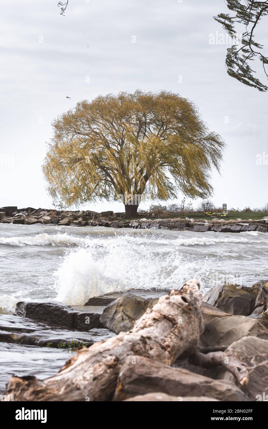 Willow Tree at Edgewater Park in Cleveland Ohio Stock Photo - Alamy