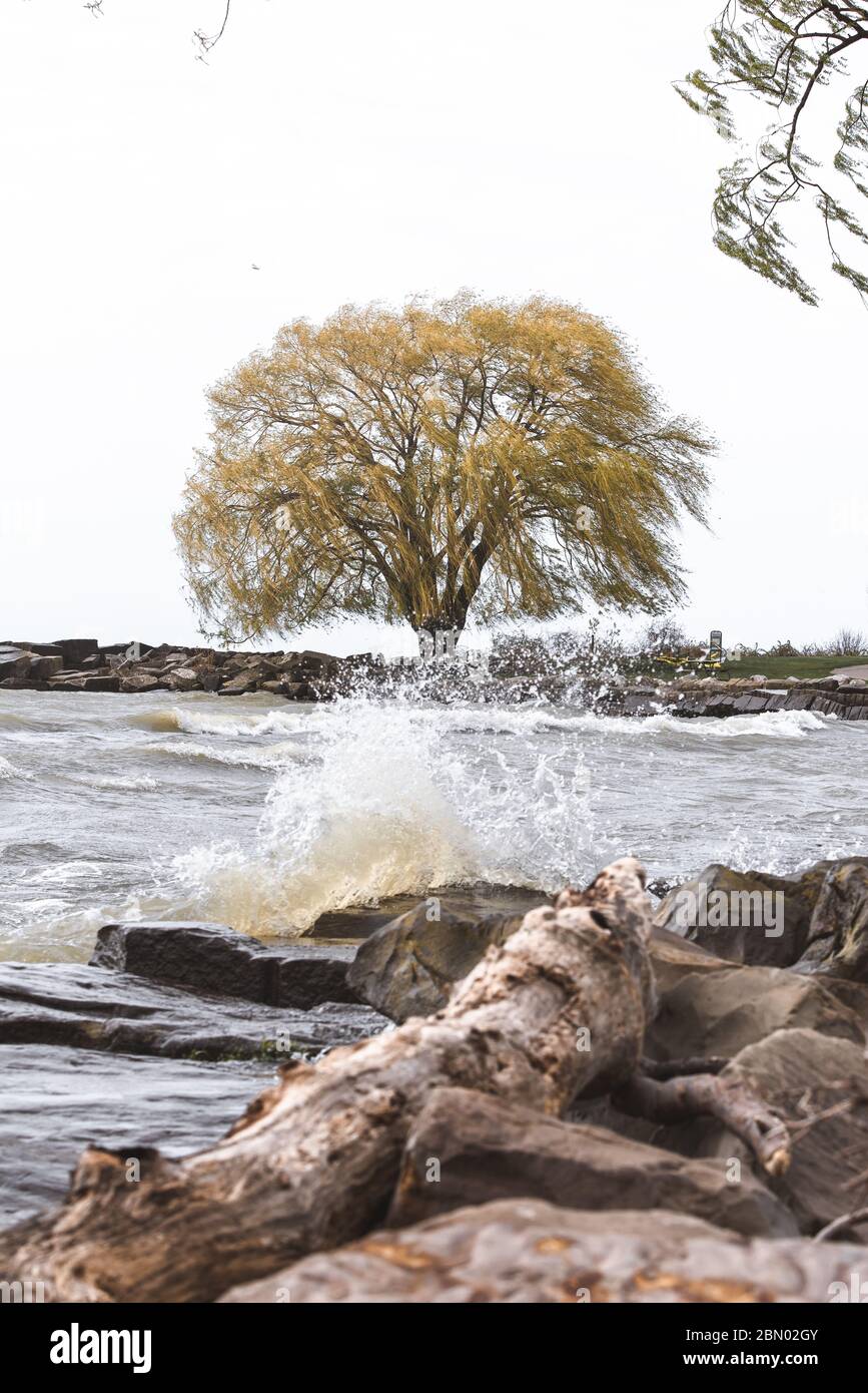 Willow Tree at Edgewater Park in Cleveland Ohio Stock Photo - Alamy