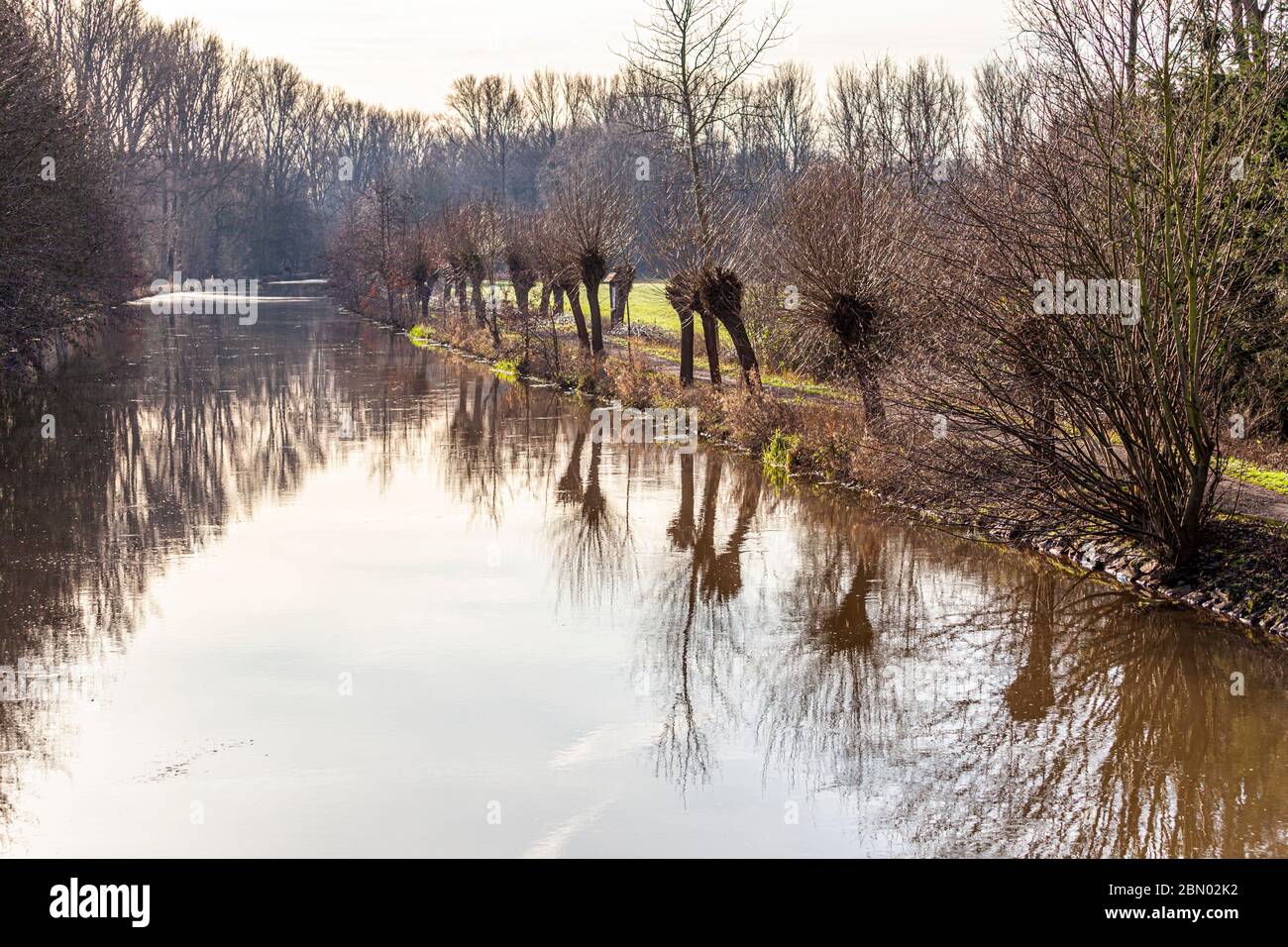 Pollard willow tree hi-res stock photography and images - Alamy