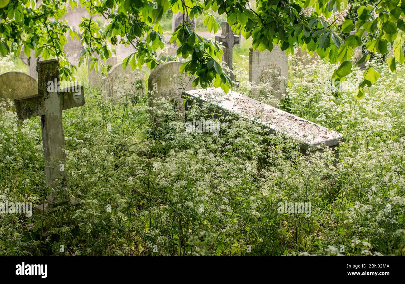 Gravestones in Brompton Cemetery, Kensington, London; one of the ...