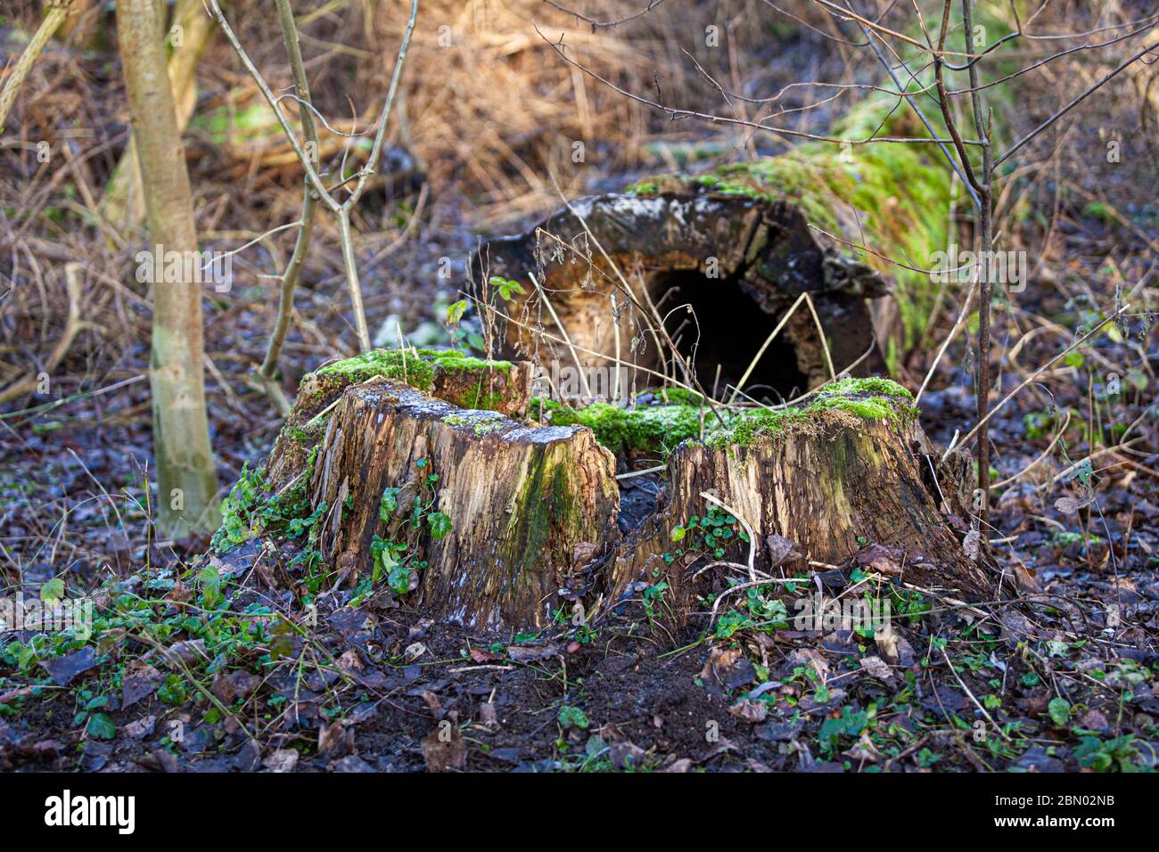 Tree stump in the forest overgrown with moss hi-res stock photography ...