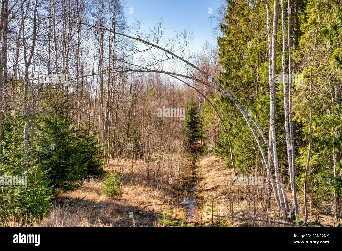Bending birch forest hi-res stock photography and images - Alamy