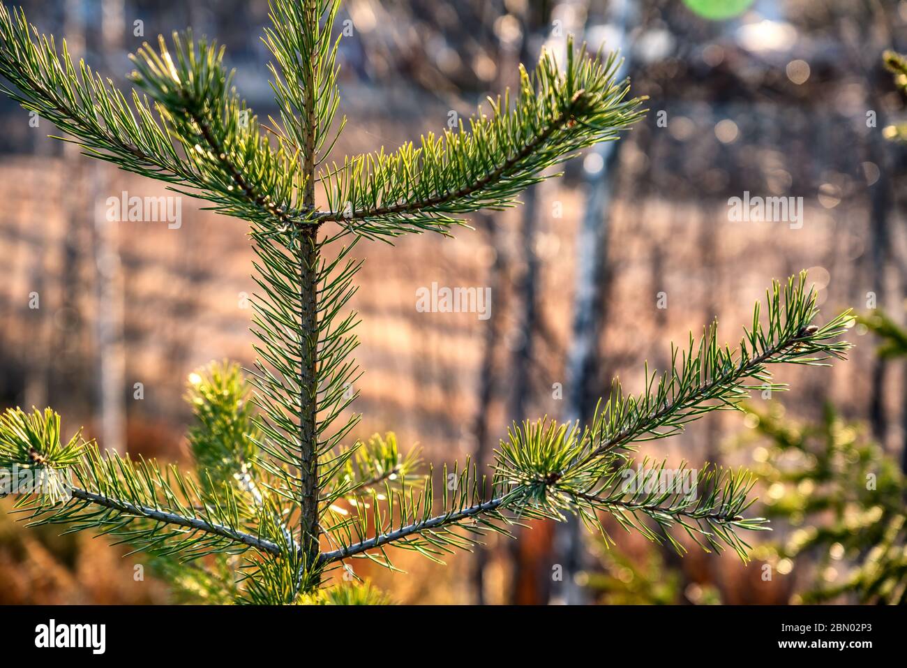 Baby evergreen tree hi-res stock photography and images - Alamy