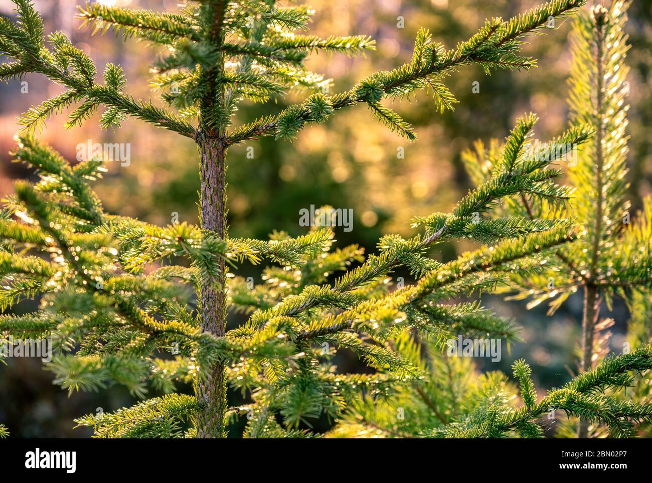 Close up on beautiful young spruce tree which is highlighted by ...