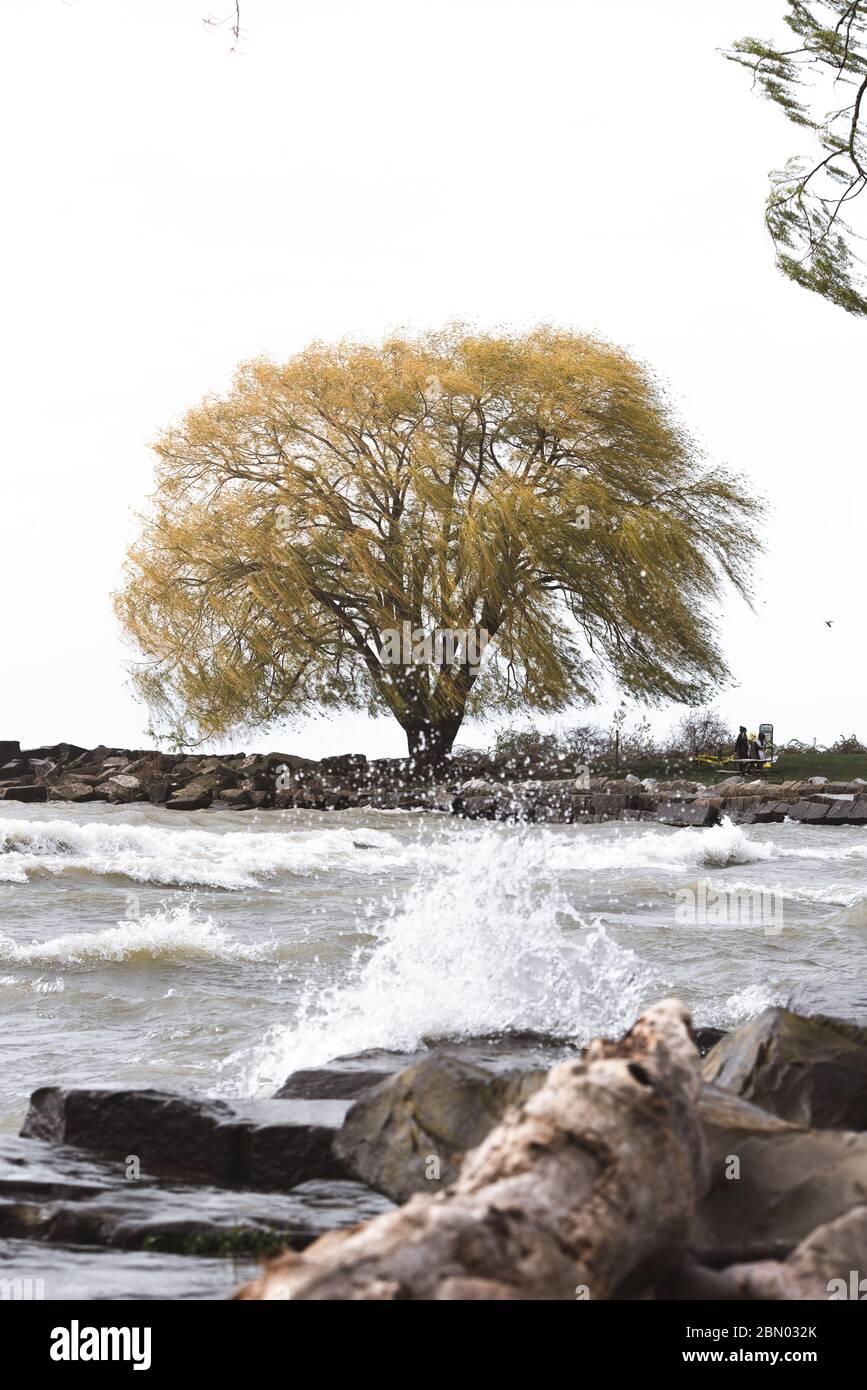 Willow Tree at Edgewater Park in Cleveland Ohio Stock Photo - Alamy
