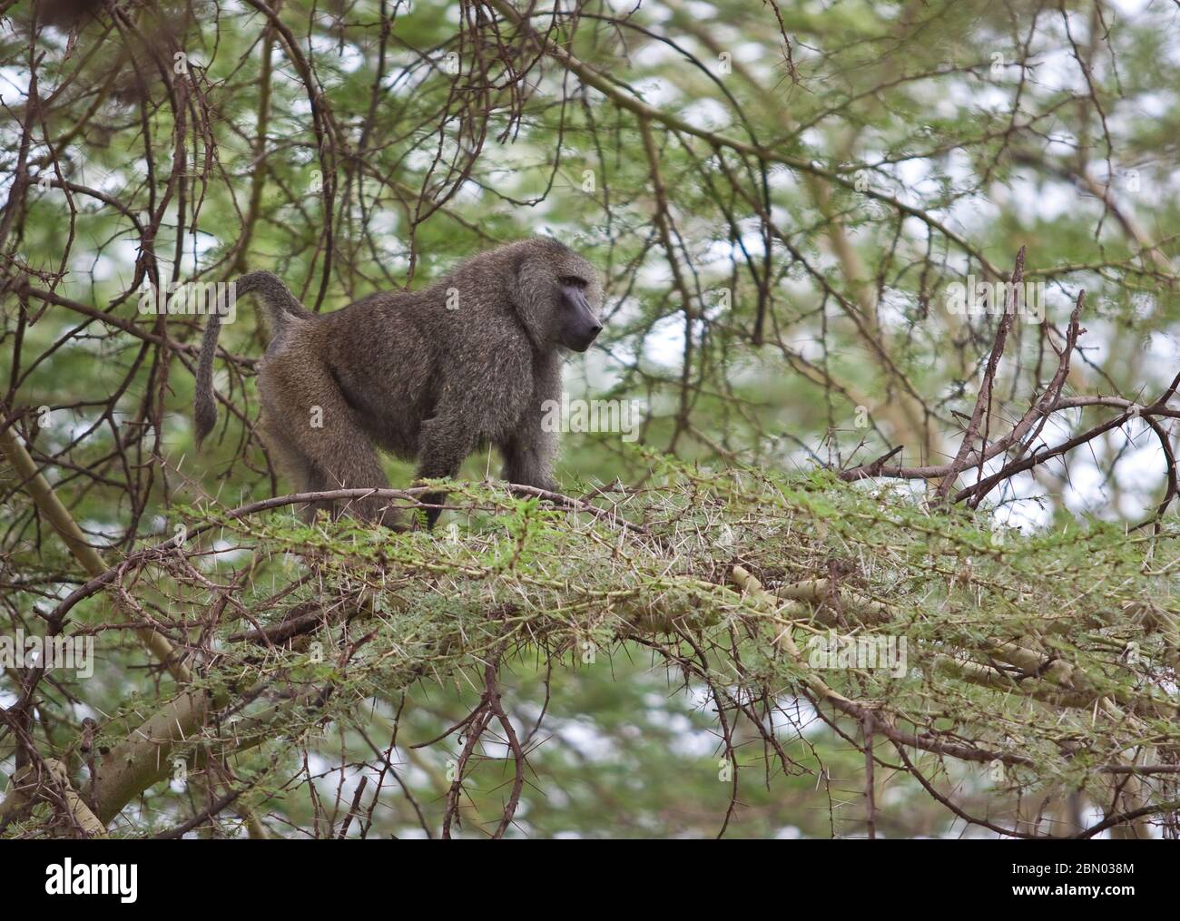 African baboon hi-res stock photography and images - Alamy