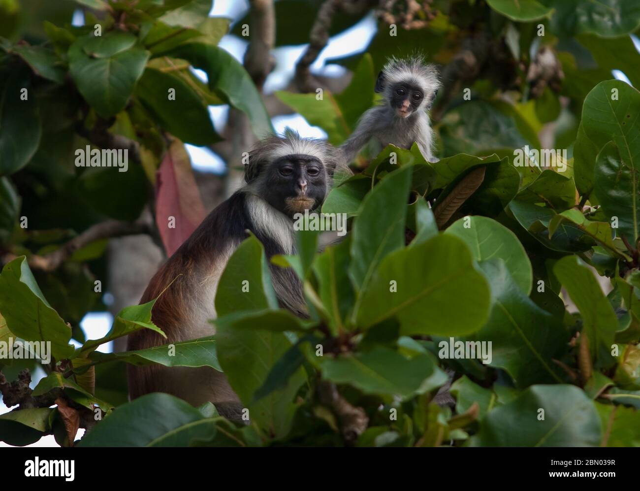 family of red colobus monkeys in green forest natural habitat Stock ...