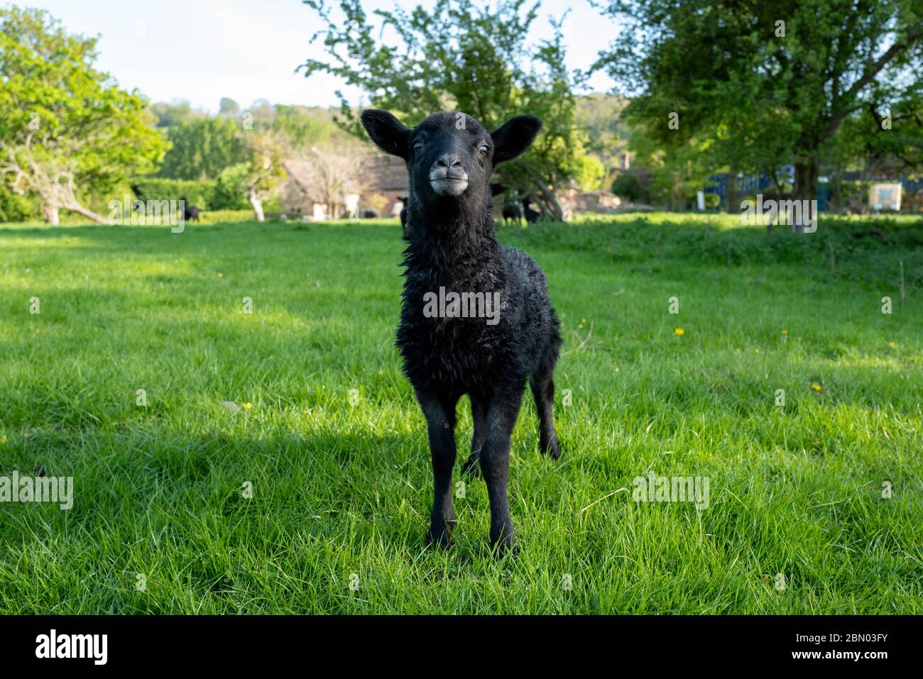 Gotland lamb looks at camera in field in Stanley Pontlarge, Cotswolds ...