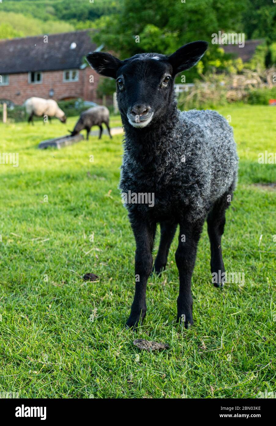 Gotland lamb in field in Stanley Pontlarge, Cotswolds Stock Photo - Alamy