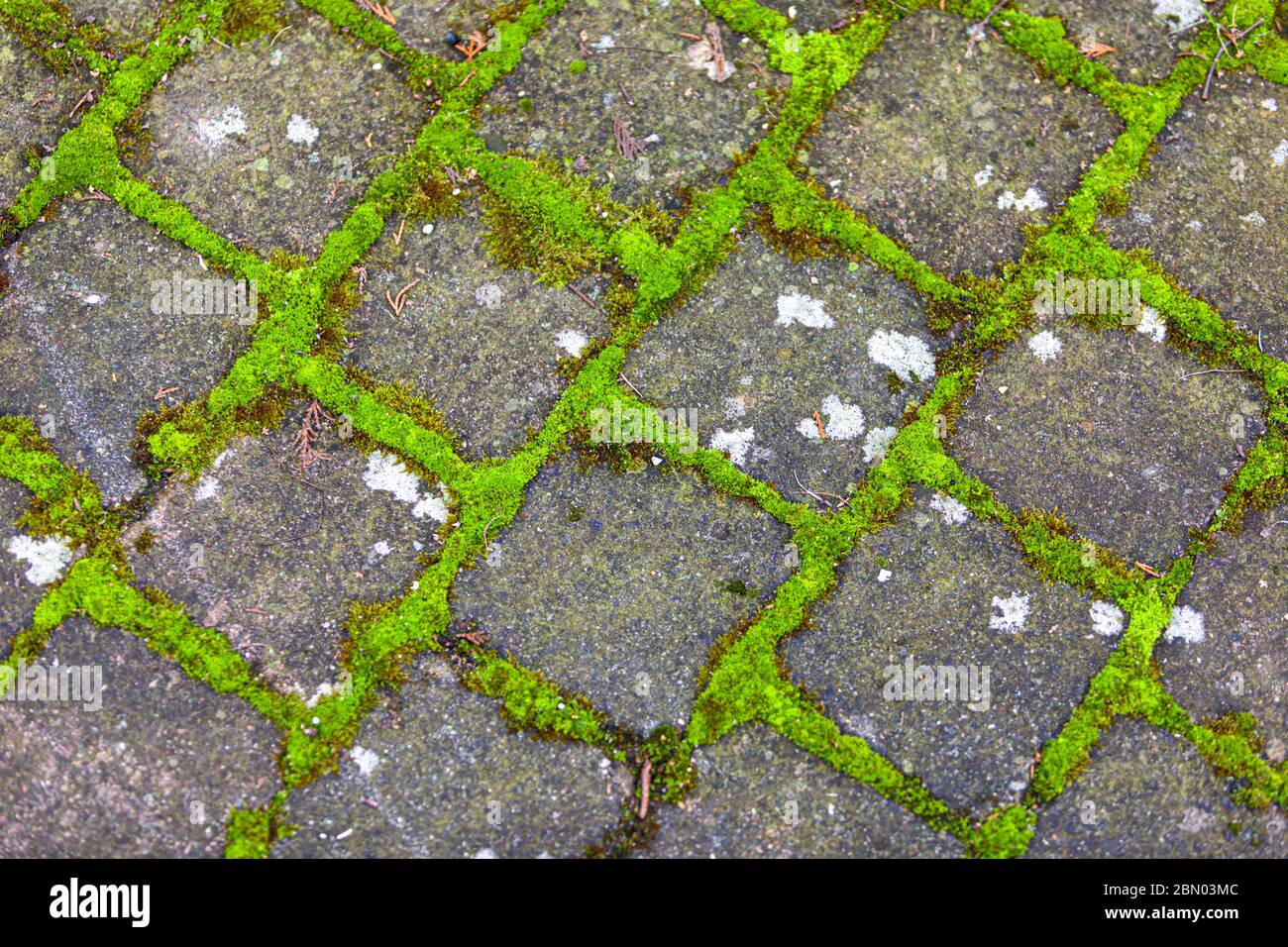 Moss forming green square shape in the joint gaps of the pavement Stock ...