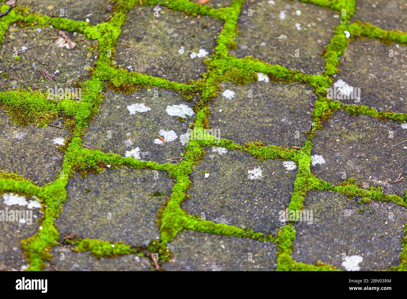 Moss forming green square shape in the joint gaps of the pavement Stock ...