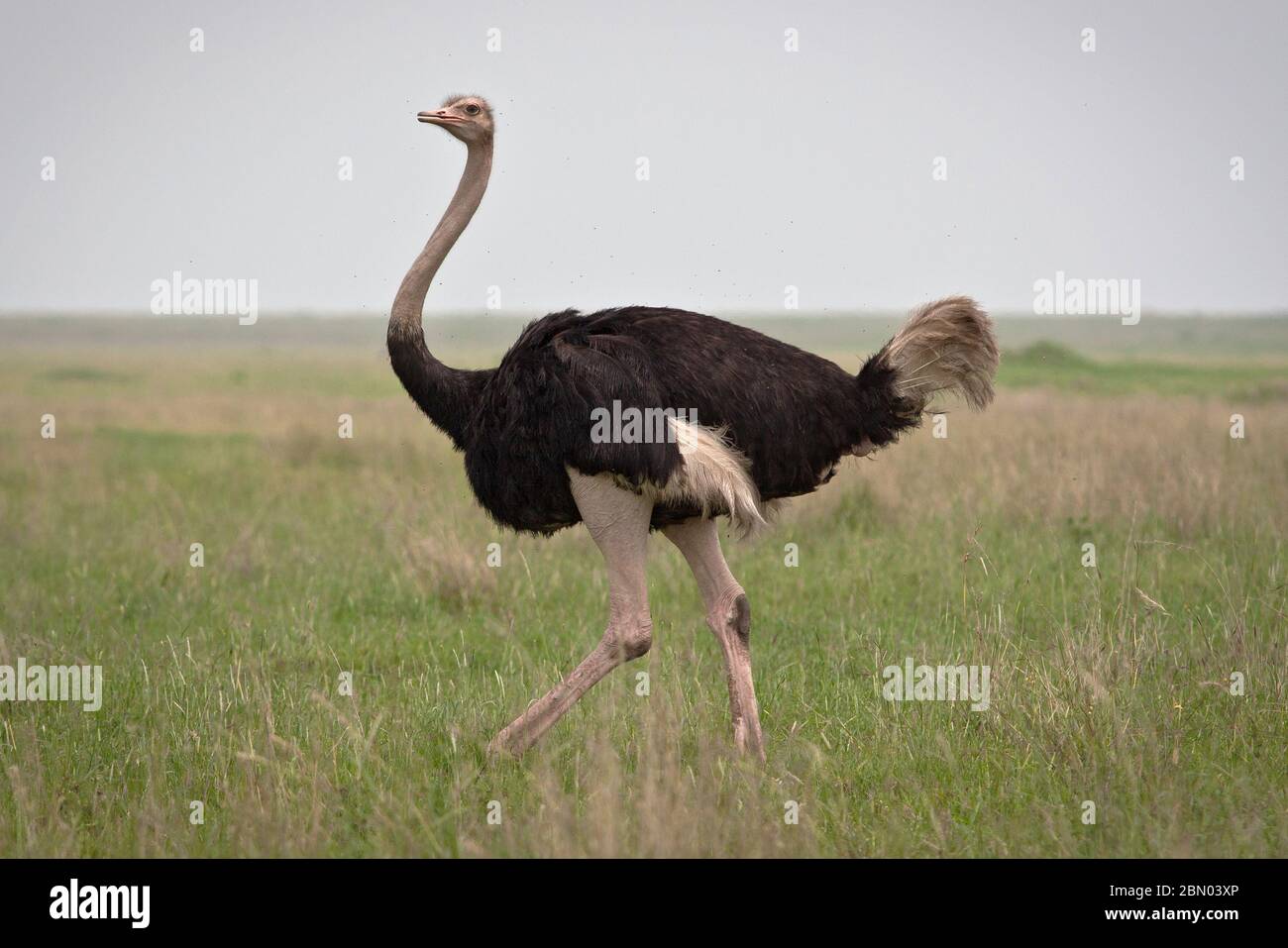 African ostrich walking in green savanna grassland Stock Photo - Alamy