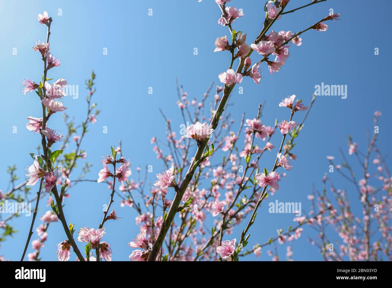 Spring Pink Flowers Blooming Peach Tree on Bright Blue Sky Background ...