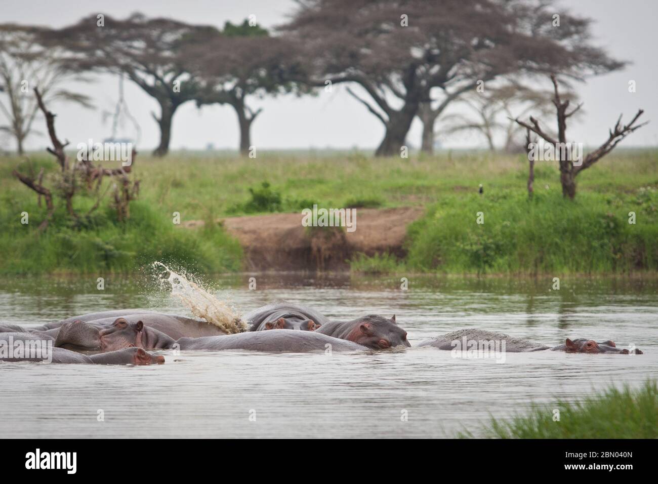 hippos in hippo pool waterhole group of hippos sleeping in water Stock ...