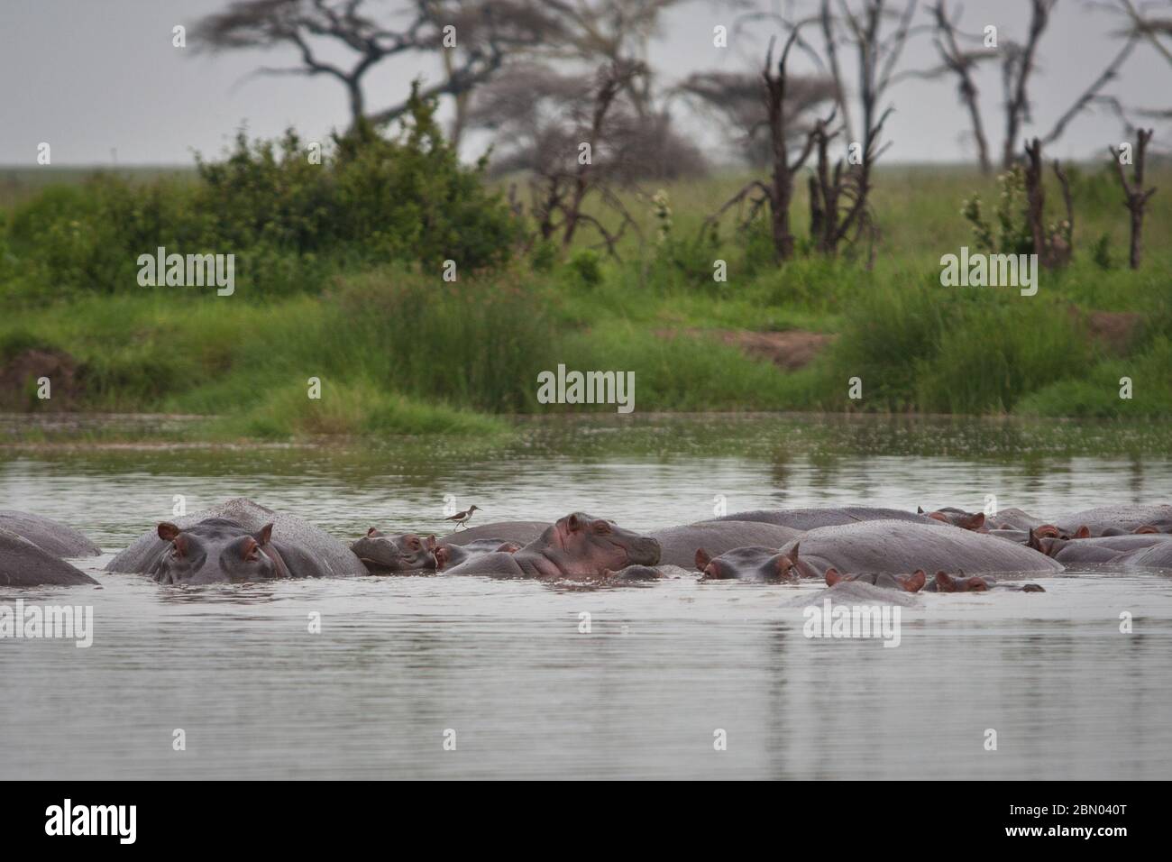 hippos in hippo pool waterhole group of hippos sleeping in water Stock ...