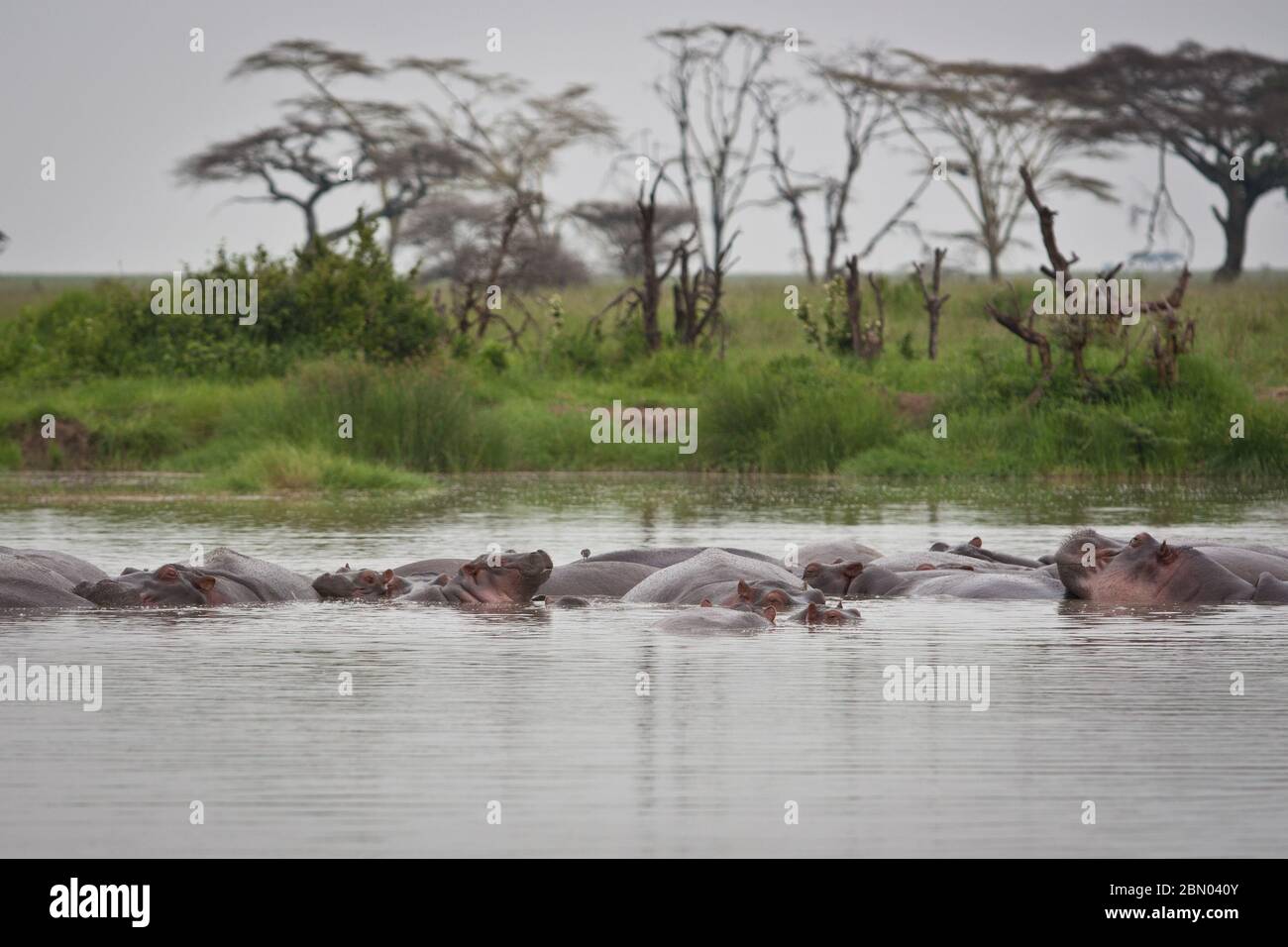 hippos in hippo pool waterhole group of hippos sleeping in water Stock ...