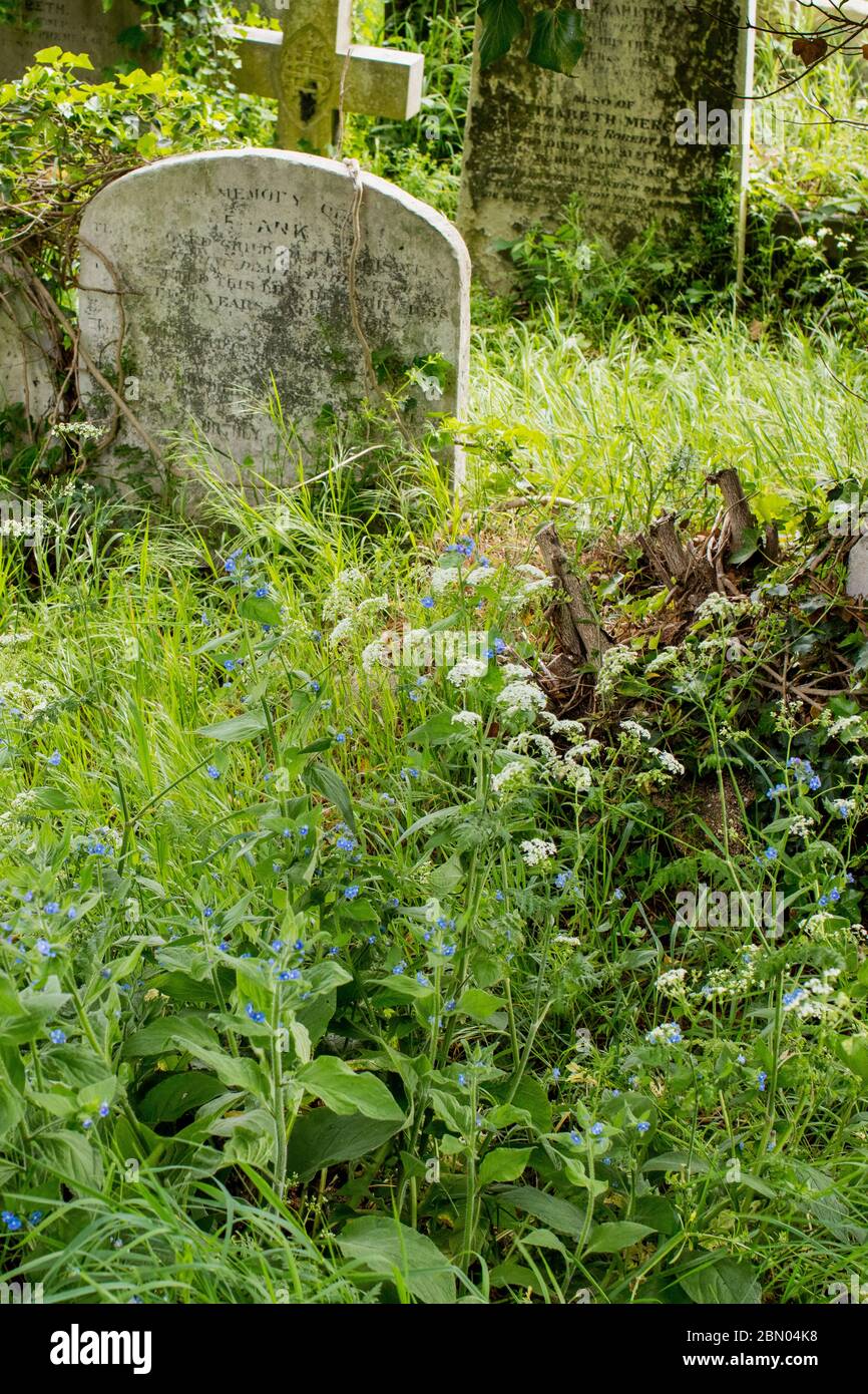 Gravestones in Brompton Cemetery, Kensington, London; one of the ...