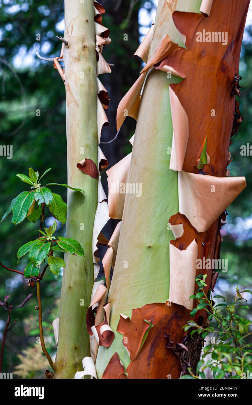Brown bark pealing from green wood of the paperbark maple tree in Lund ...