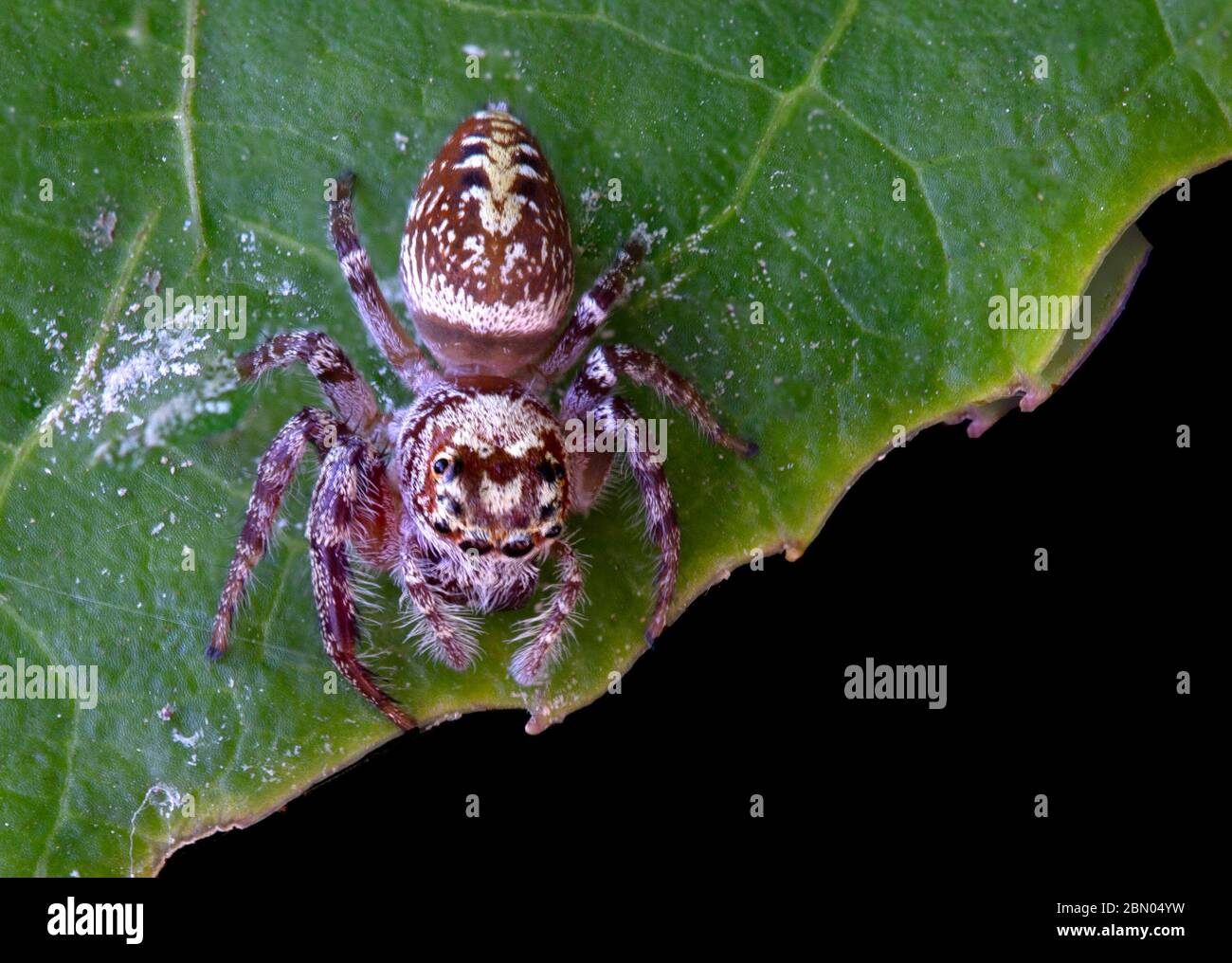 Opisthoncus sp hi-res stock photography and images - Alamy