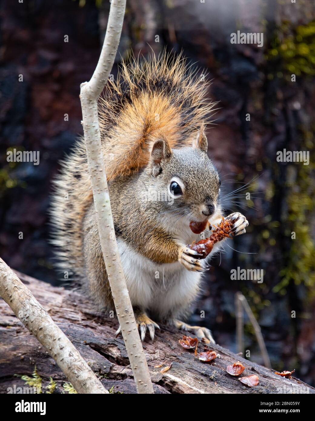 American red squirrel hi-res stock photography and images - Alamy