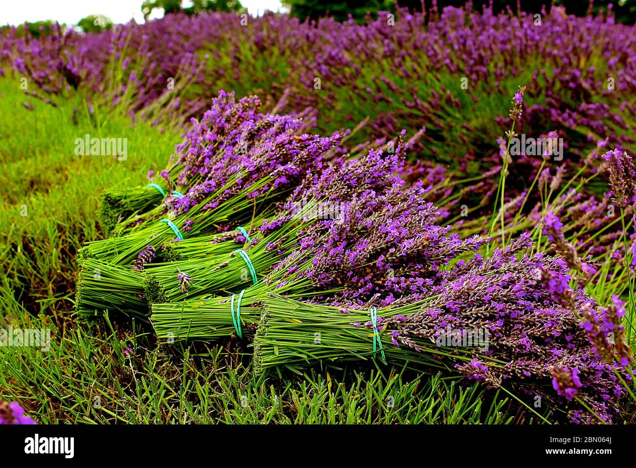 Mayfield Lavender Farm . Mayfield Lavender is the creation of Brendan ...