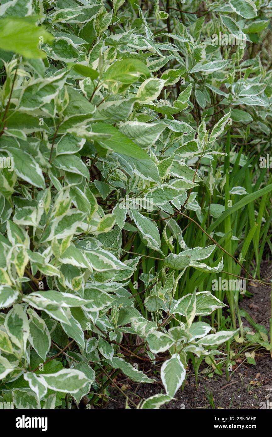 Cornus Alba High Resolution Stock Photography and Images - Alamy