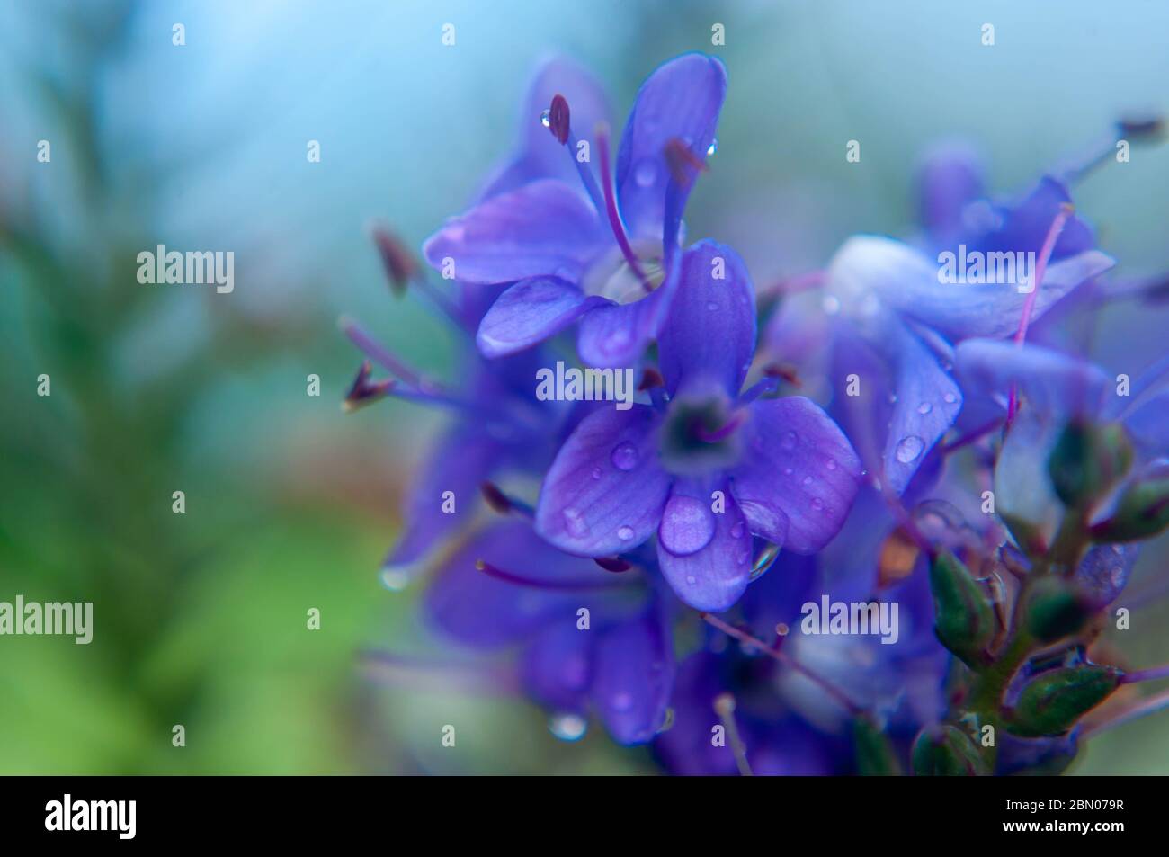 Rain lavender hi-res stock photography and images - Alamy