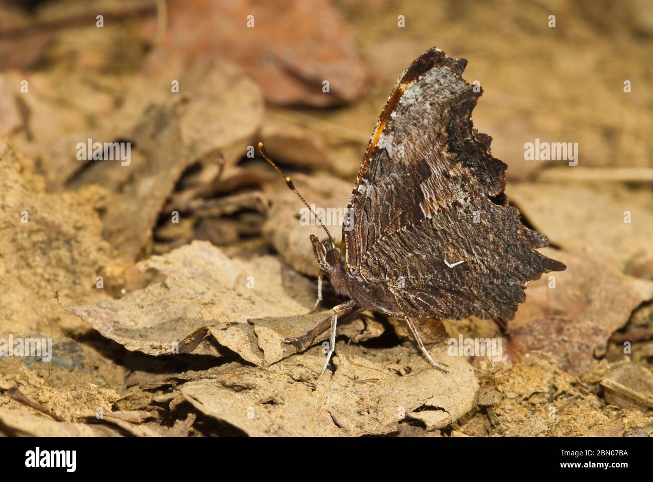 A hoary comma, Polygonia gracilis, that spent the winter in Elk Island ...