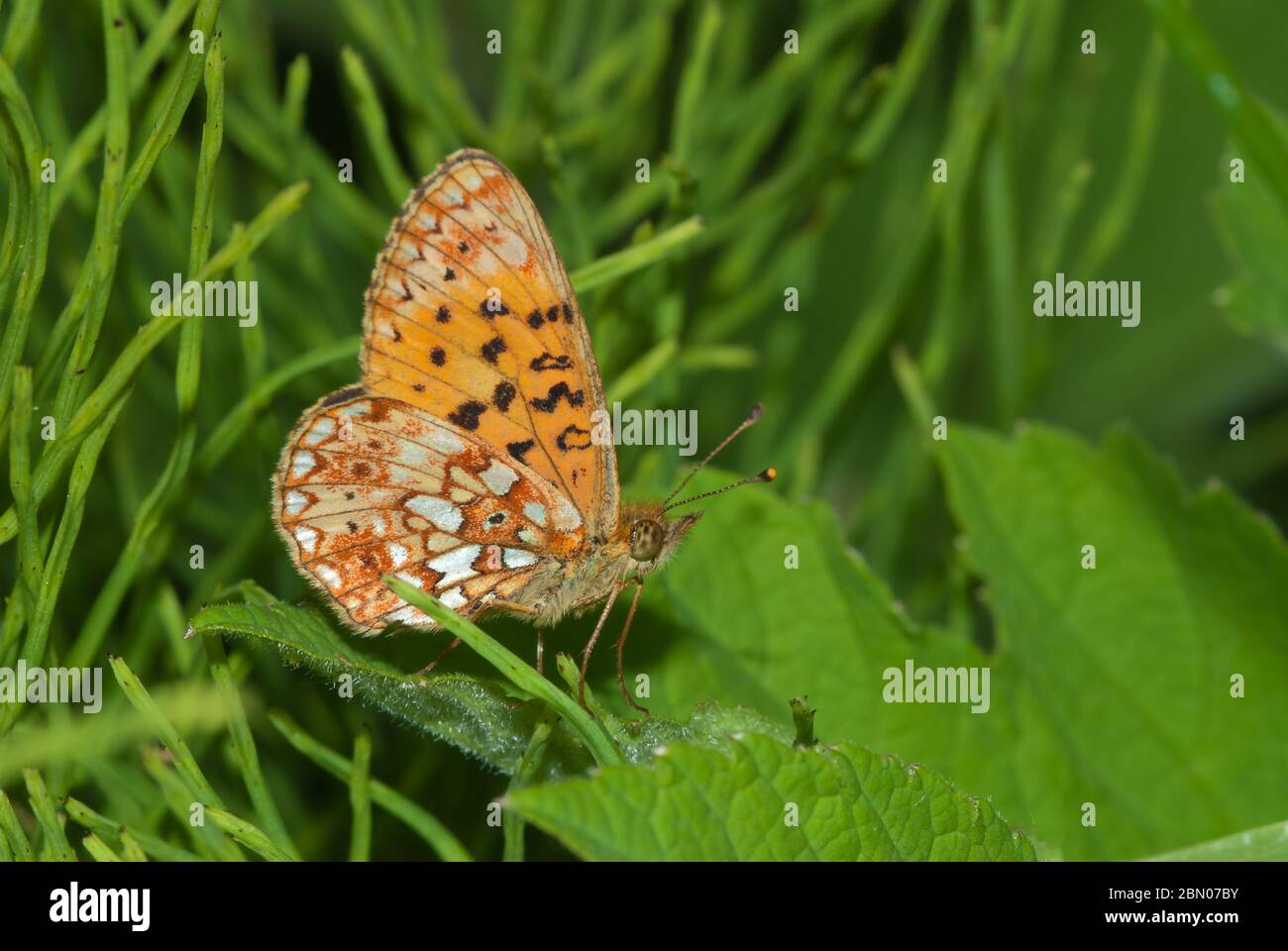 Boloria selene atrocostalis hi-res stock photography and images - Alamy
