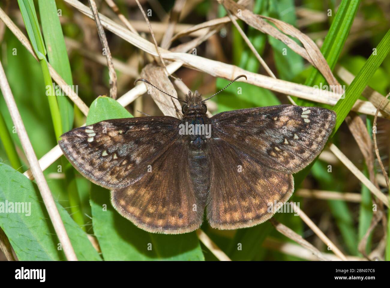 Columbine duskywing hi-res stock photography and images - Alamy