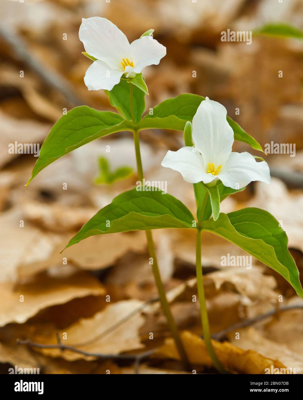 Trillium grandiflorum hi-res stock photography and images - Alamy