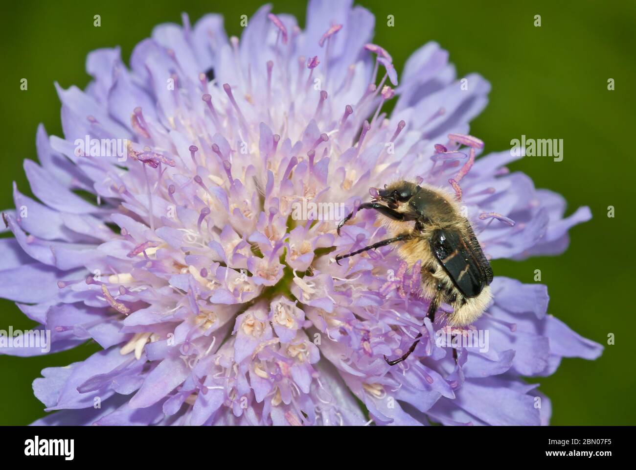 A hairy flower scarab beetle, Trichiotinus assimilis, found on a field ...