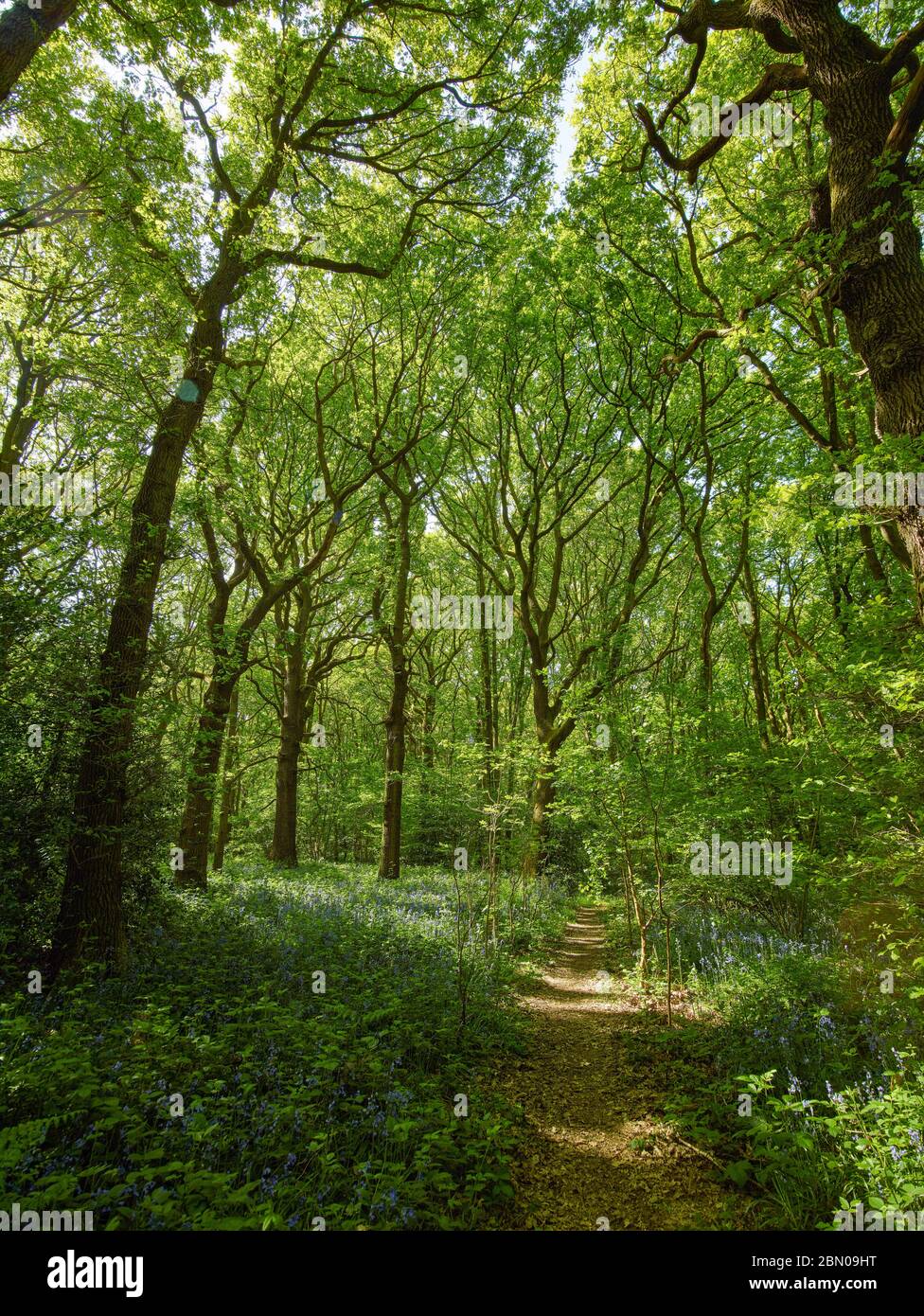 Woodland path in spring, Surrey, England, United Kingdom, Europe Stock ...